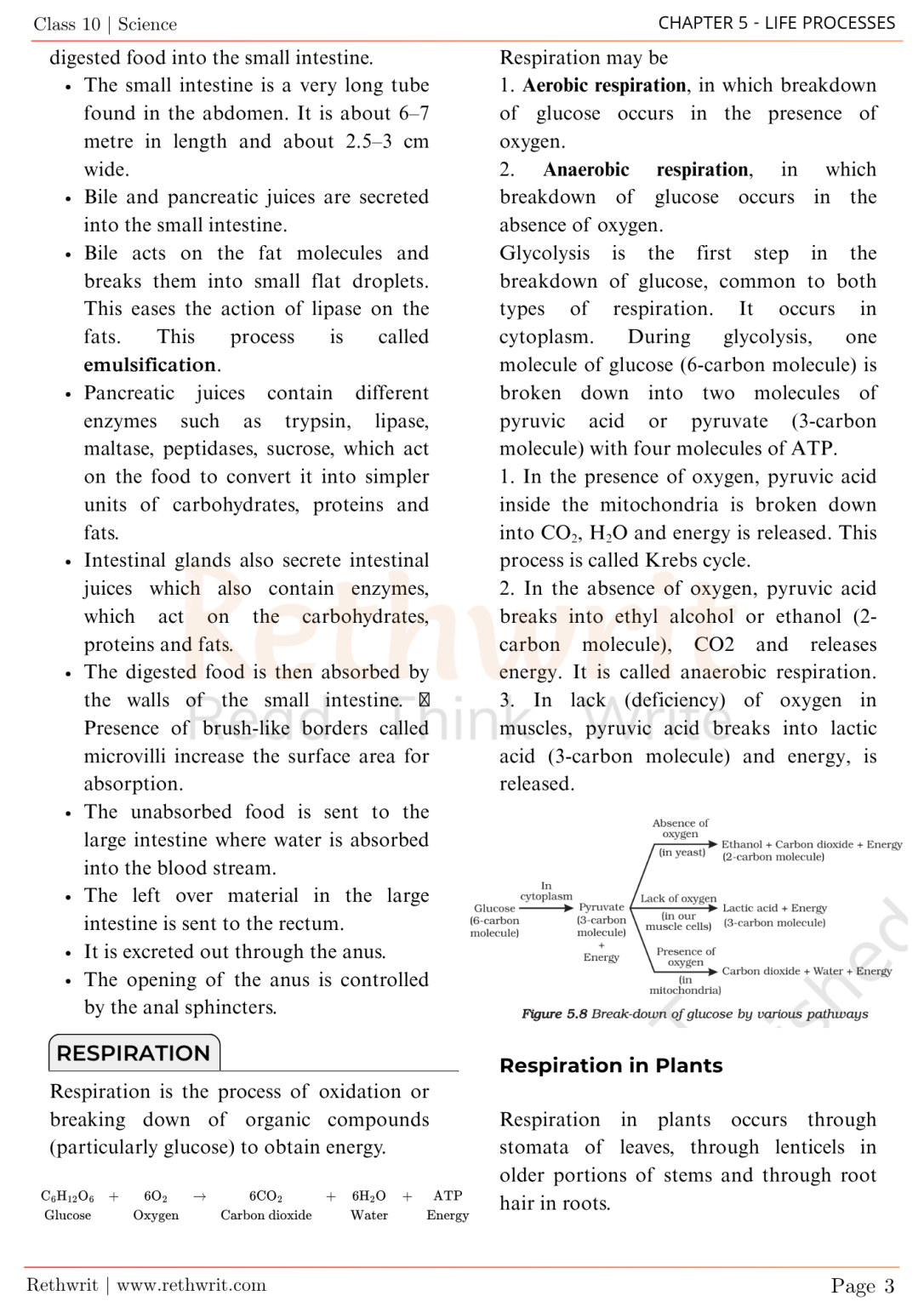 Chapter 5 - Life Processes Class 10 Notes