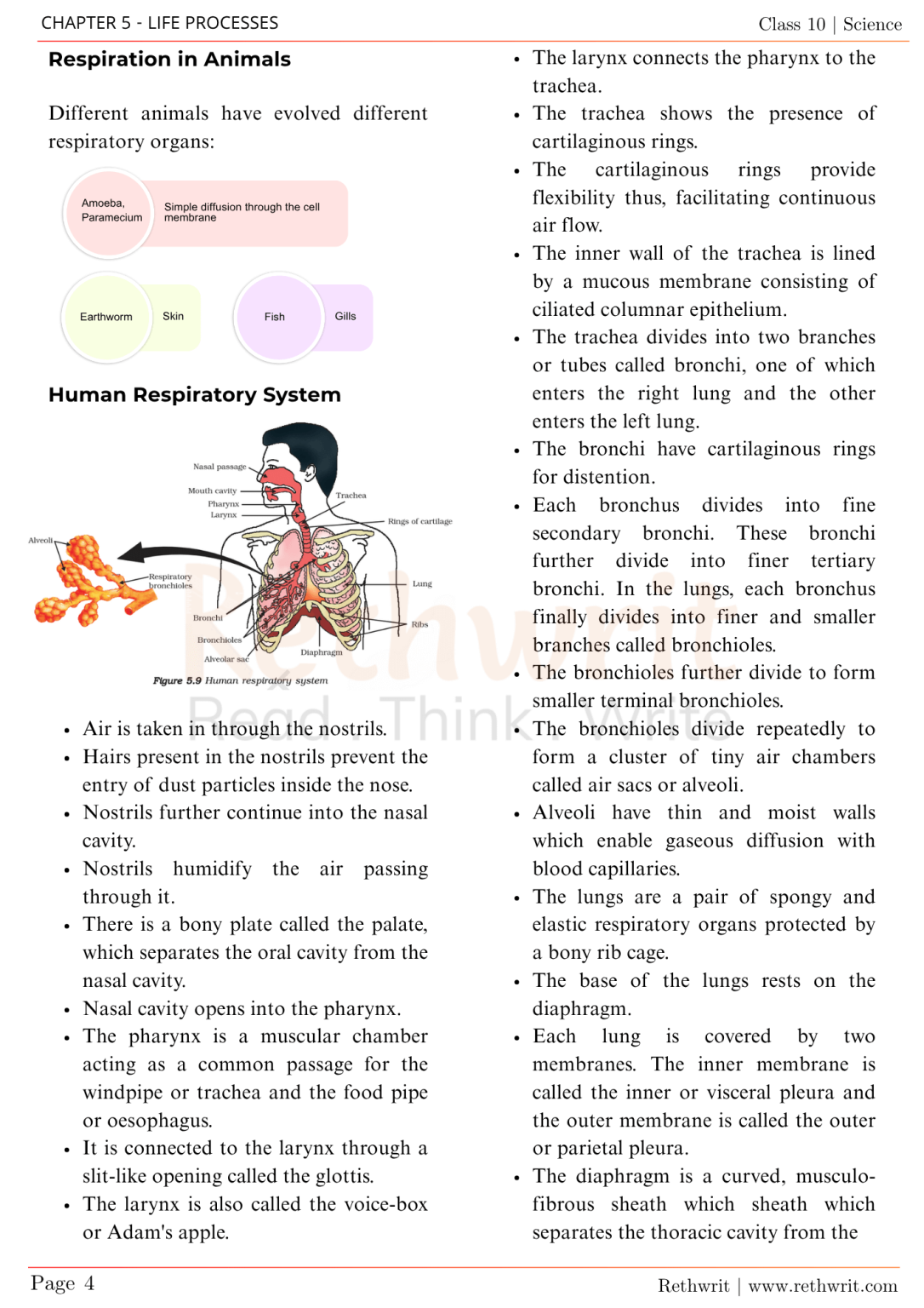 Chapter 5 - Life Processes Class 10 Notes