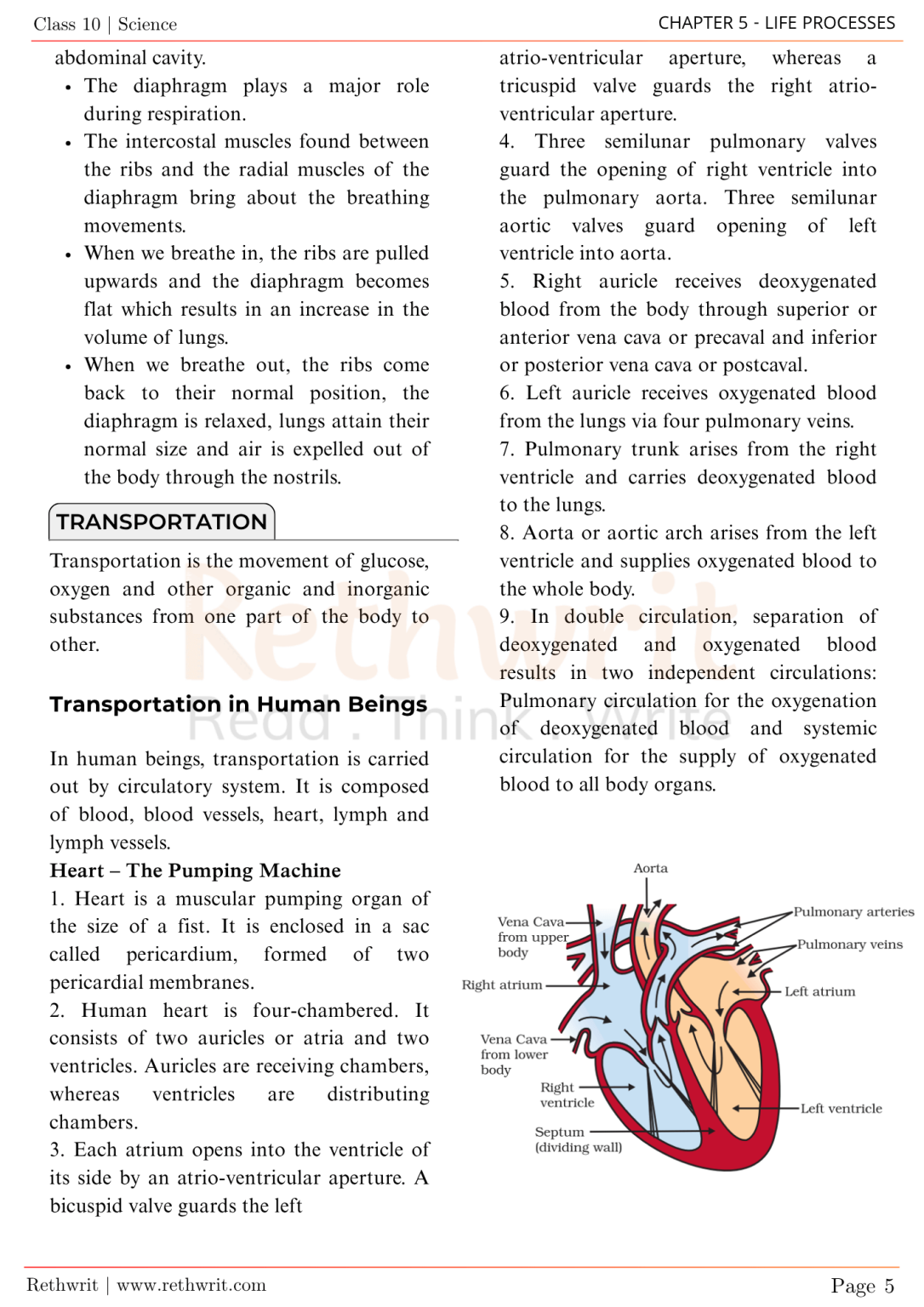 Chapter 5 - Life Processes Class 10 Notes