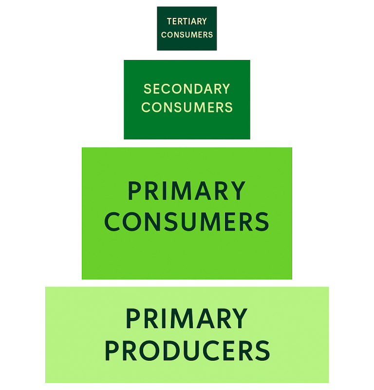 Tertiary Consumer – Definition, Functions and Examples